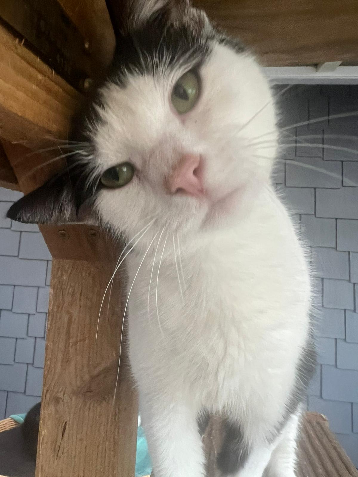 Our Cats – Cats in Crisis