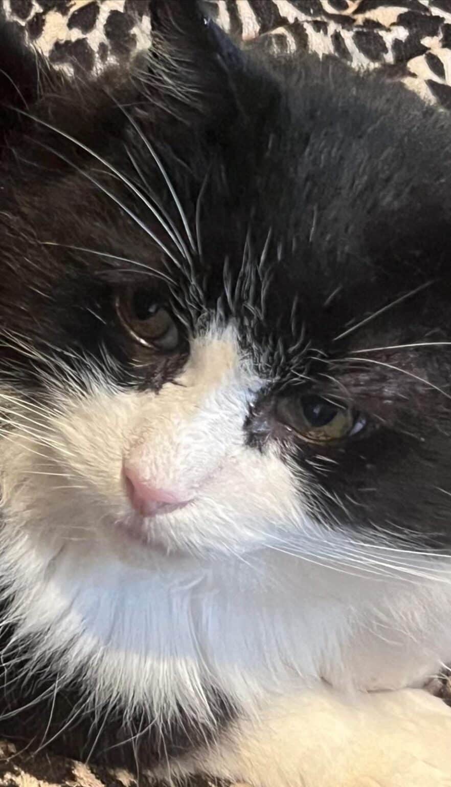 Our Cats – Cats in Crisis