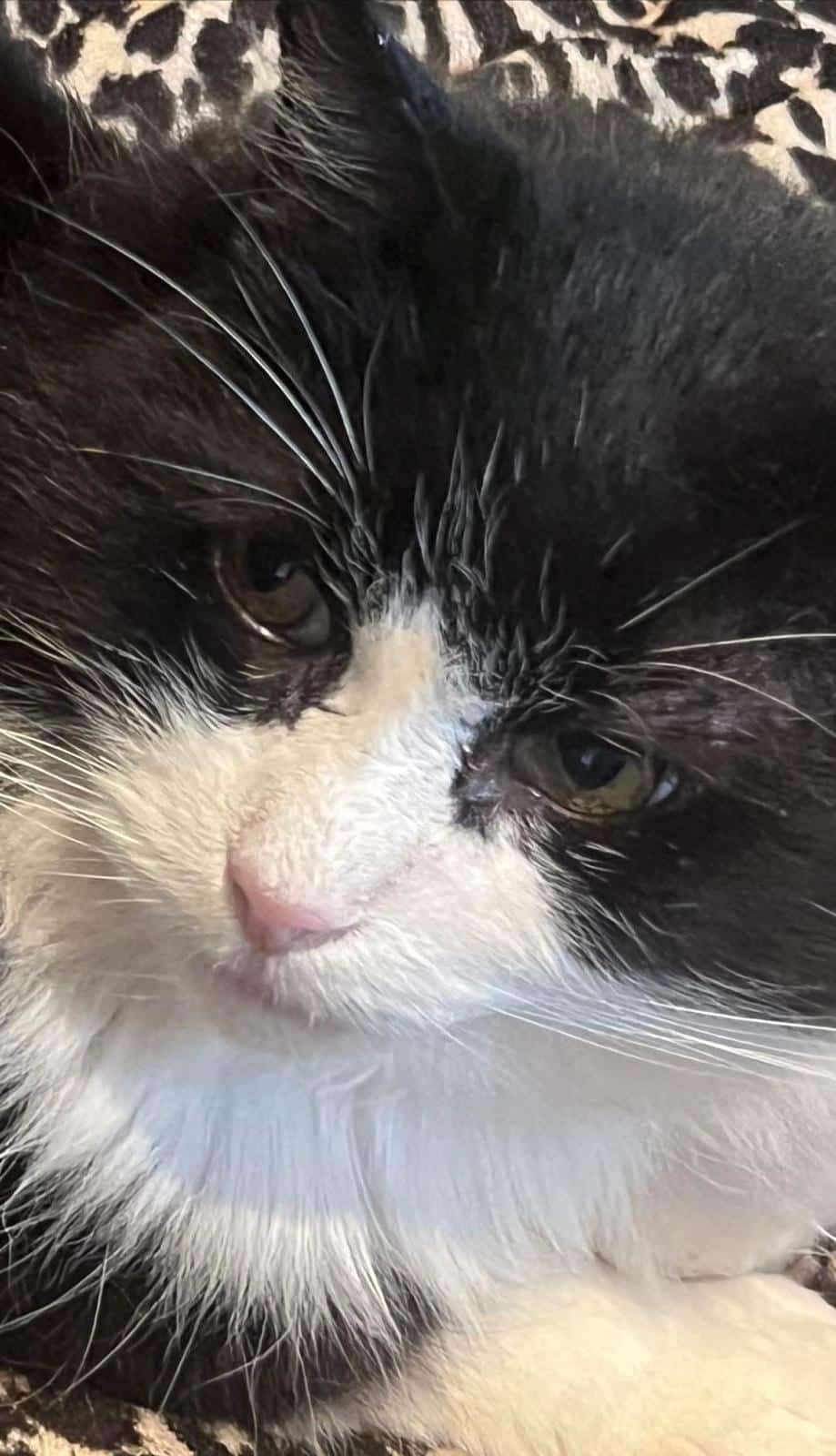 Our Cats – Cats in Crisis