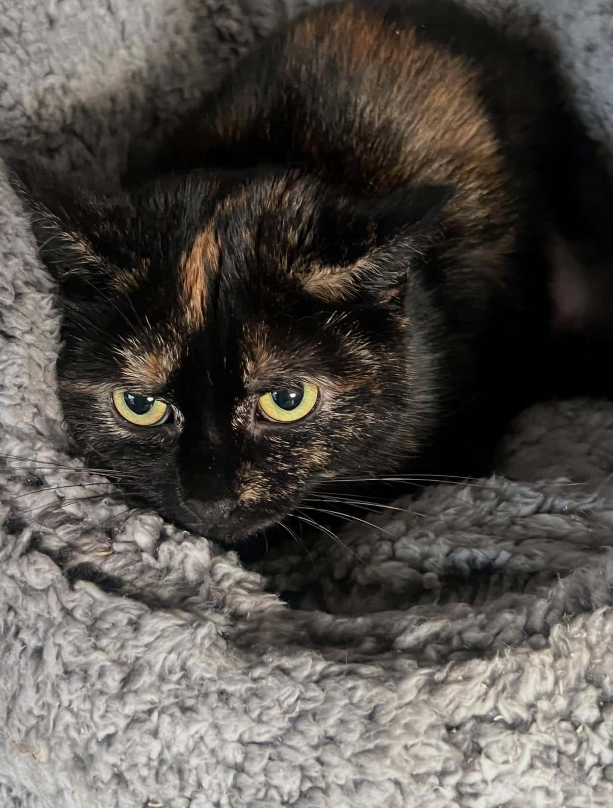 Our Cats – Cats in Crisis